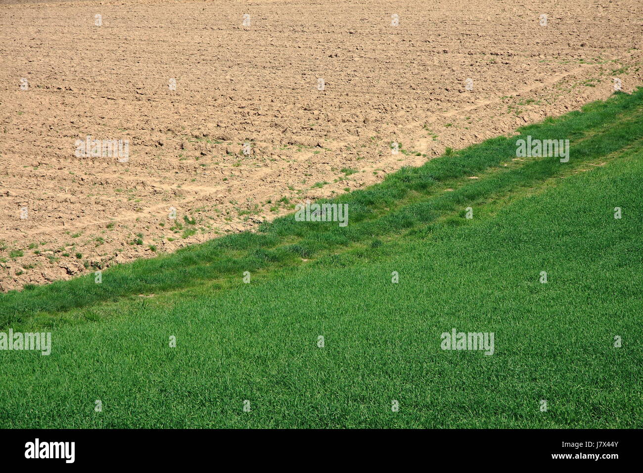 plant agriculture farming field diagonal acre planting nature plant ...
