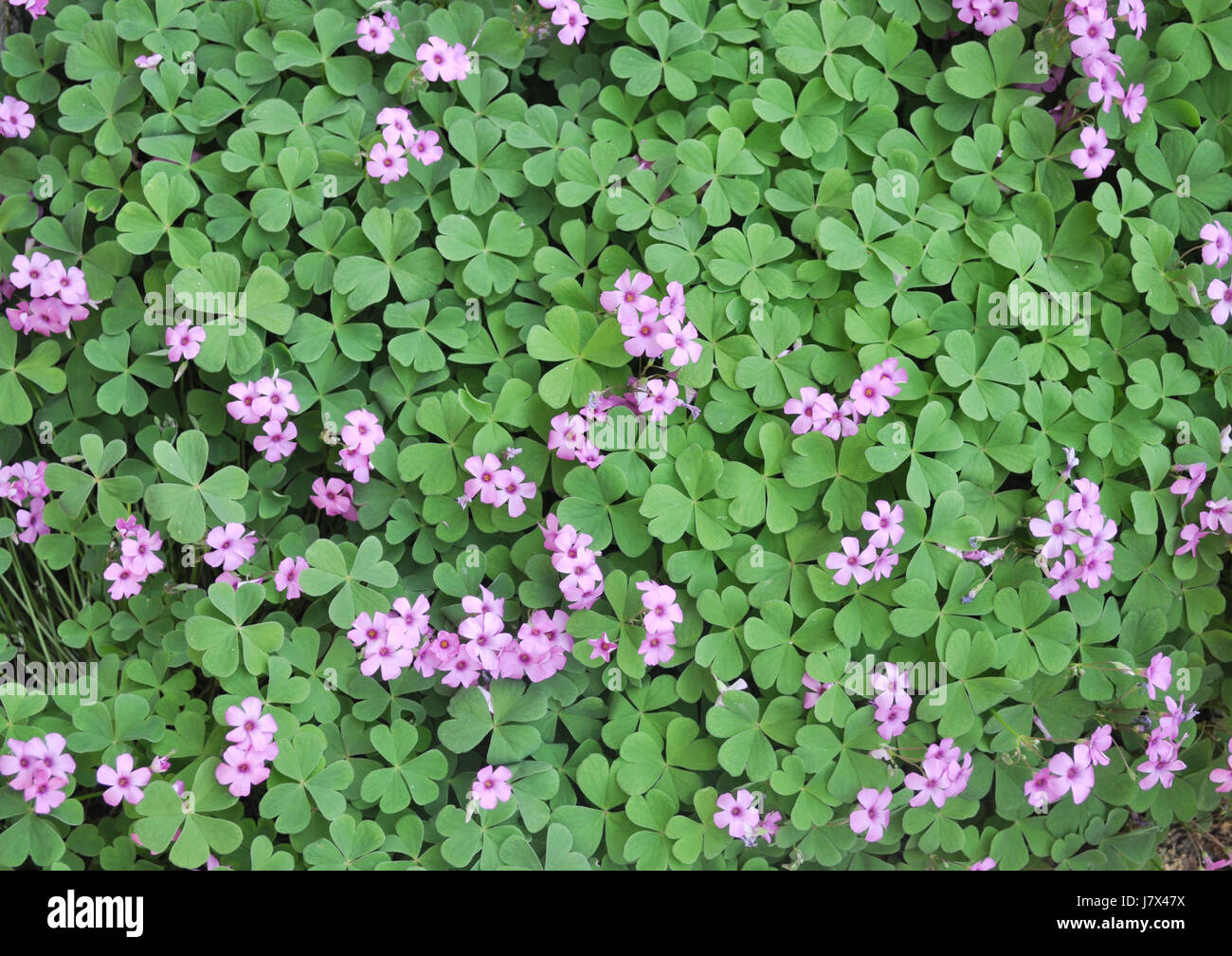 three clover old white plant leaf tree flower plant leaves vintage ...