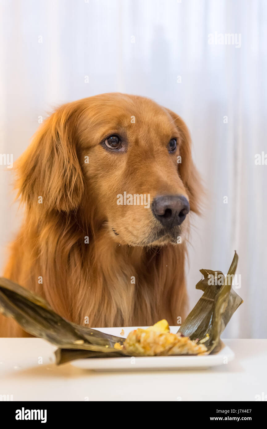 Golden Retriever eating food Stock Photo - Alamy