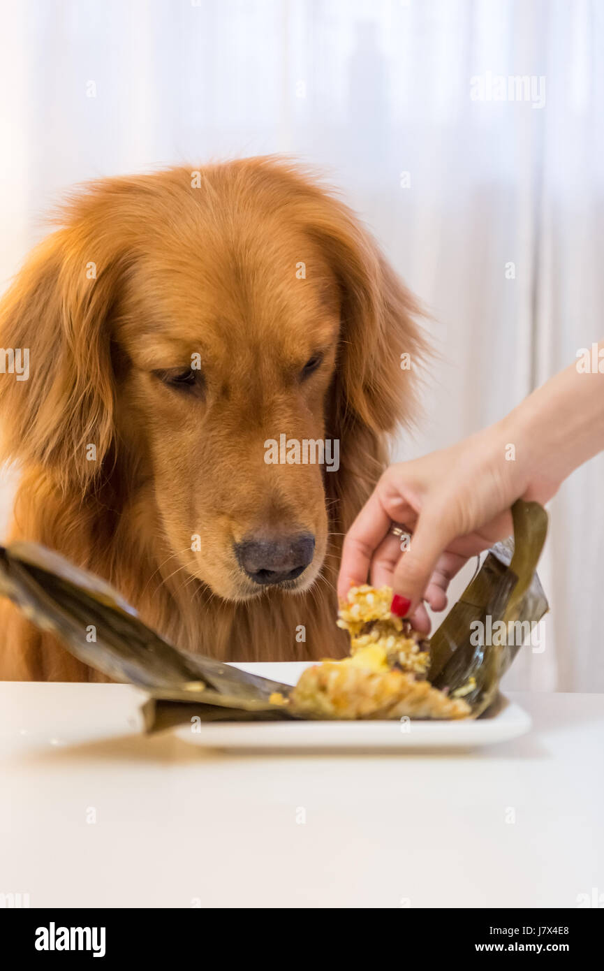 Golden Retriever eating food Stock Photo - Alamy