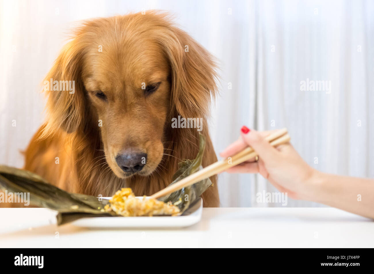 Golden Retriever eating food Stock Photo - Alamy
