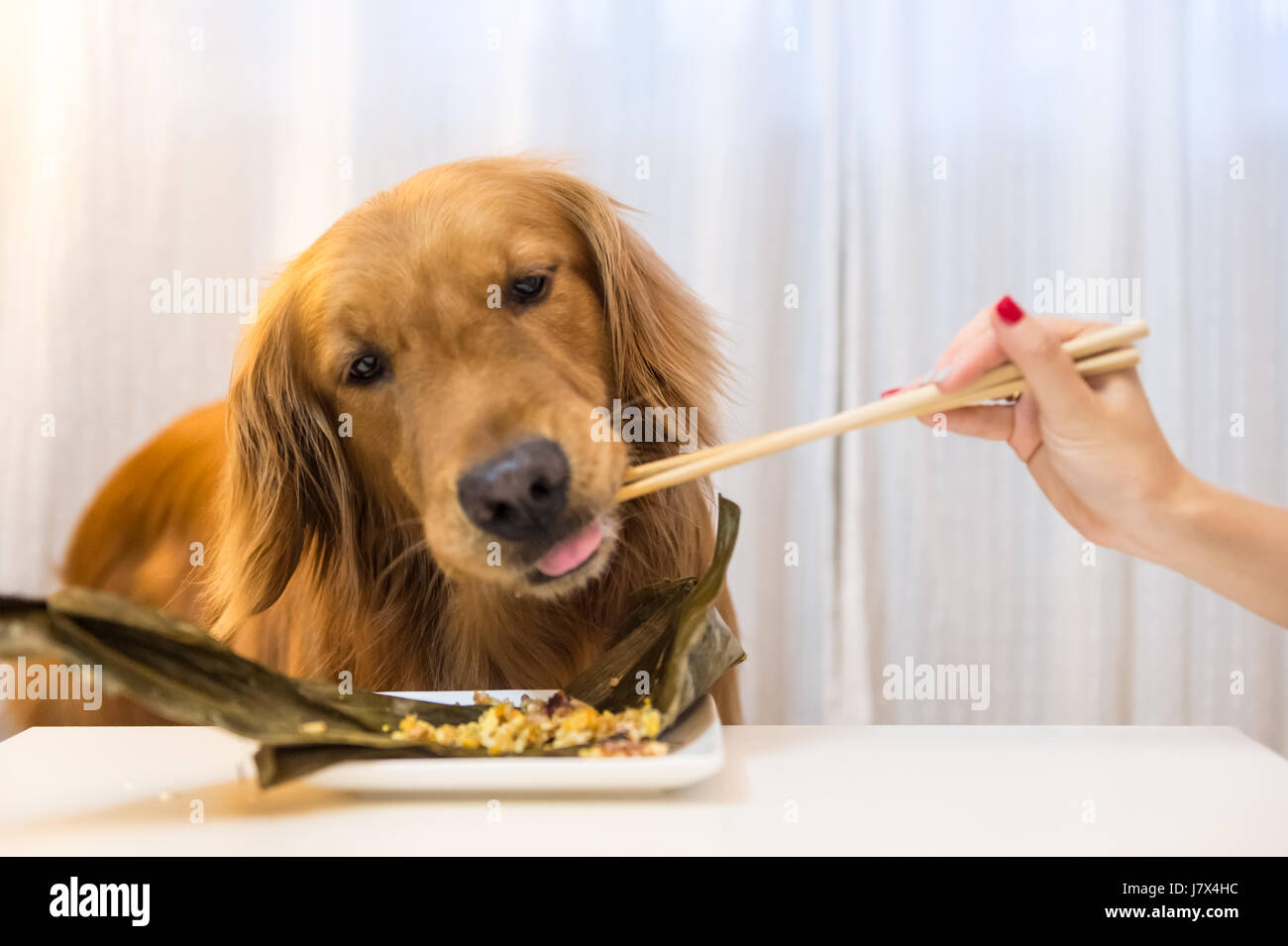 Golden Retriever eating food Stock Photo - Alamy