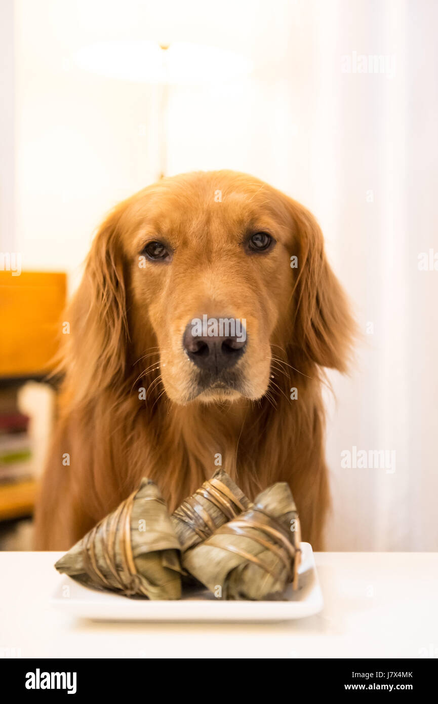 Golden Retriever eating food Stock Photo - Alamy