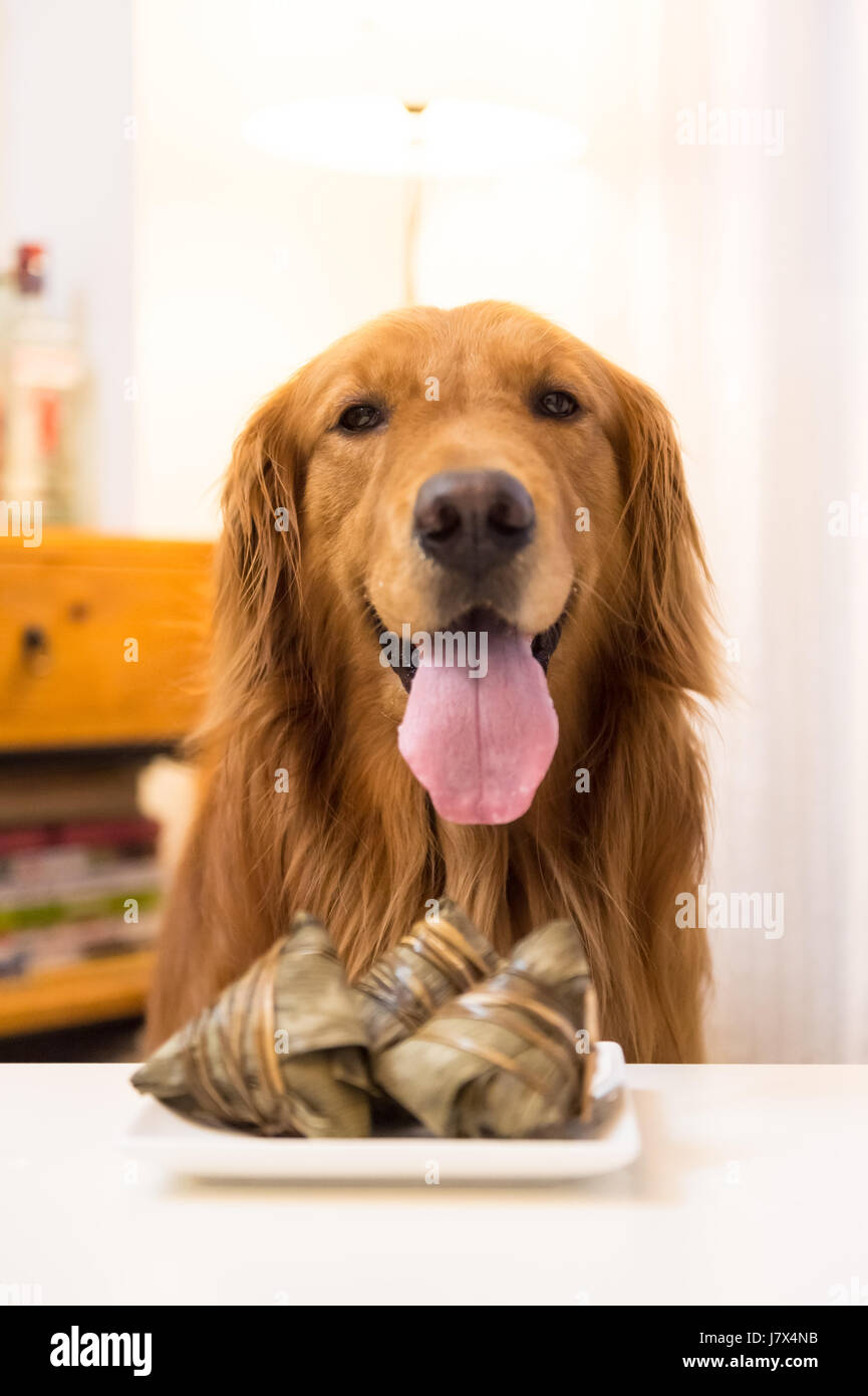 Golden Retriever eating food Stock Photo - Alamy
