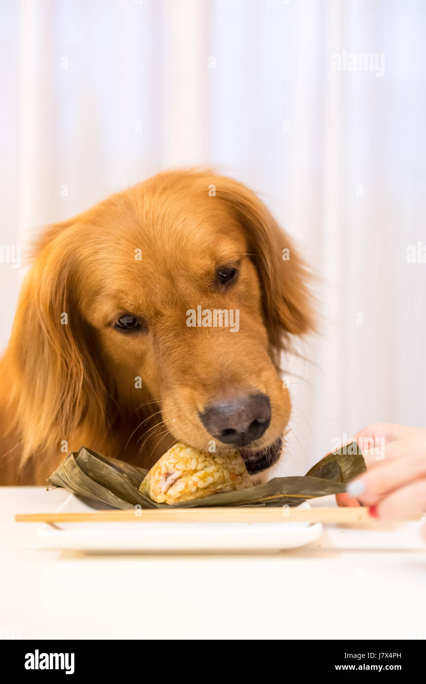 Golden Retriever eating food Stock Photo - Alamy