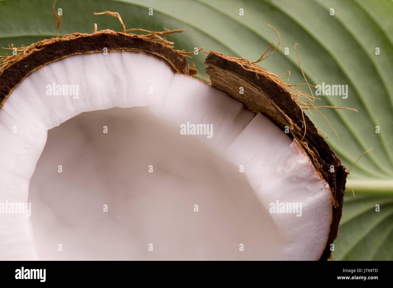 leaf fruit exotic tropical spa mineral spring medicinal spring coconut ...