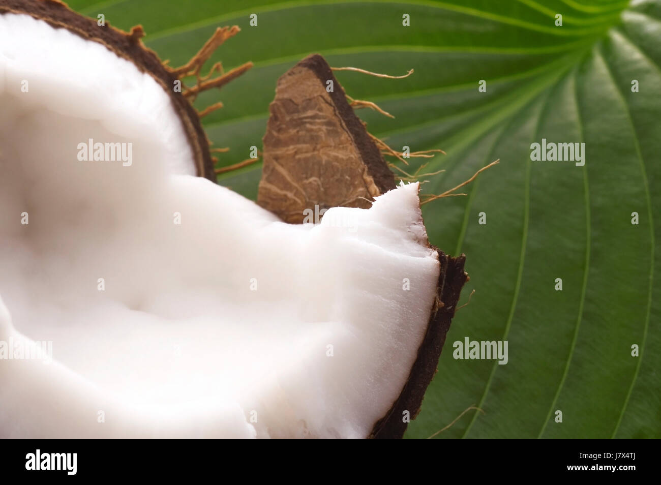 leaf fruit exotic tropical spa mineral spring medicinal spring coconut ...