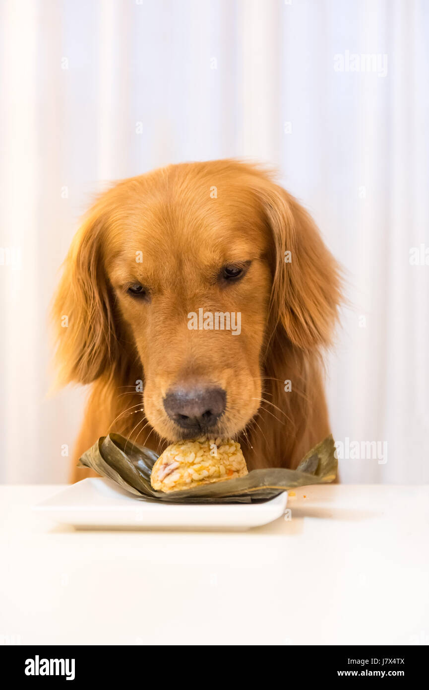 Golden Retriever eating food Stock Photo - Alamy