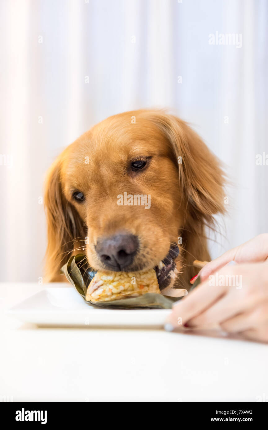 Golden Retriever eating food Stock Photo - Alamy