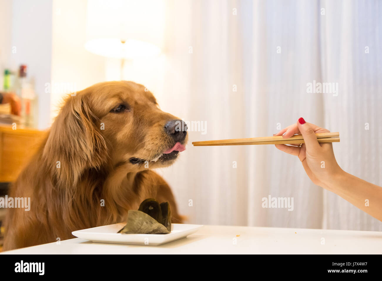 Golden Retriever eating food Stock Photo - Alamy
