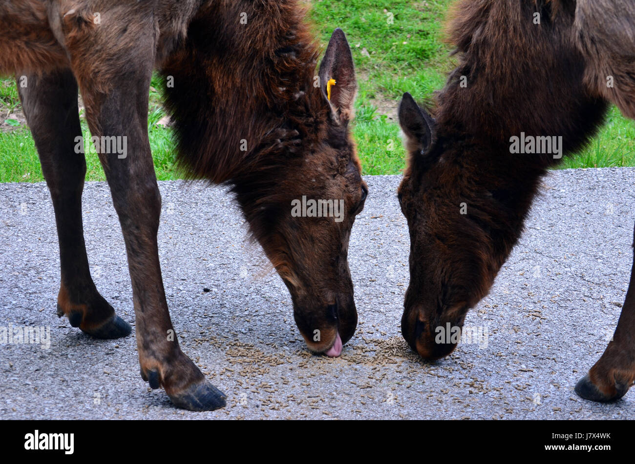 Elk forage for food in Lone Elk State Park in Fenton, Missouri Stock ...