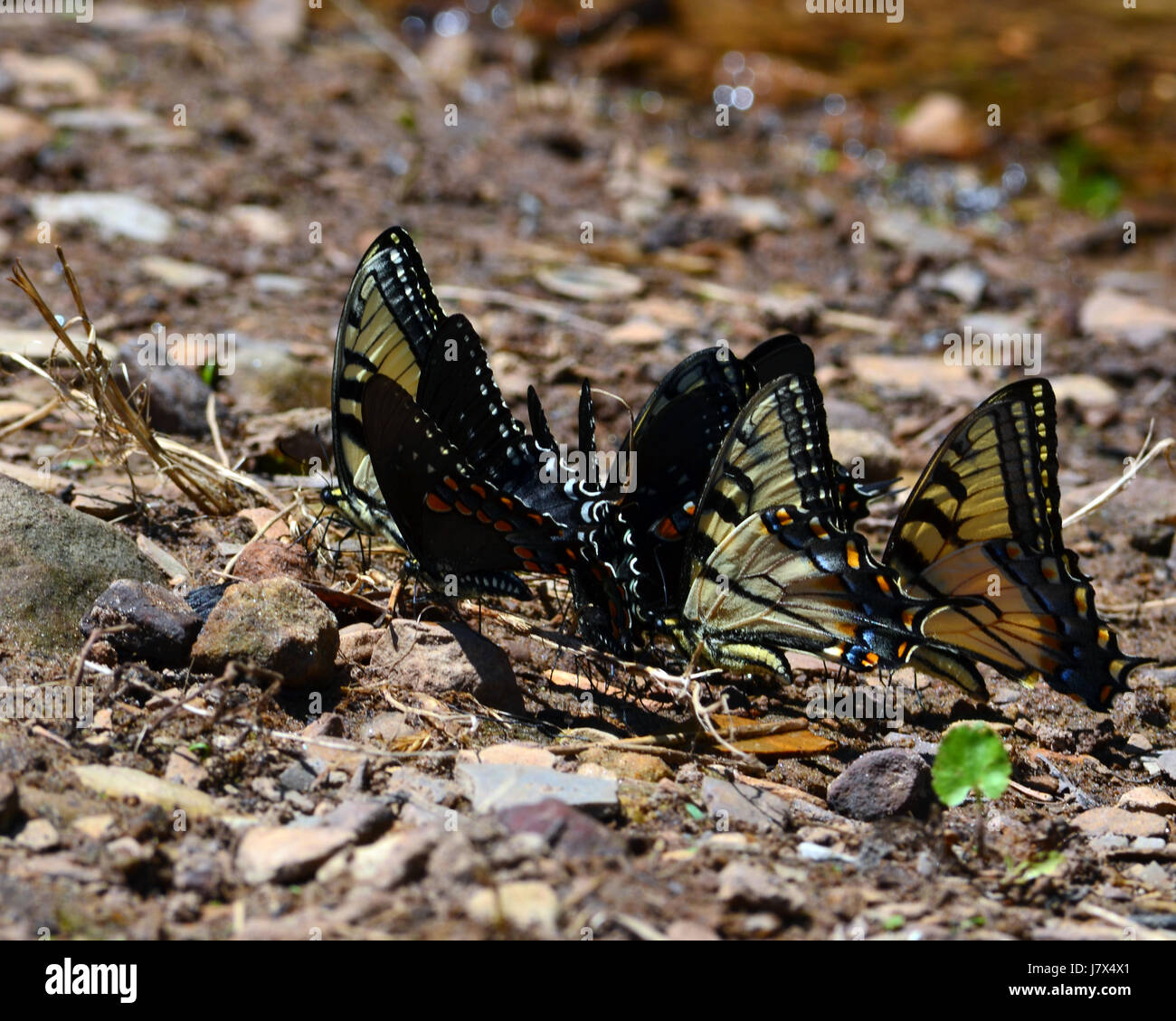 Butterflies rest on shore at the Kincaid Lake Spillway Stock Photo - Alamy