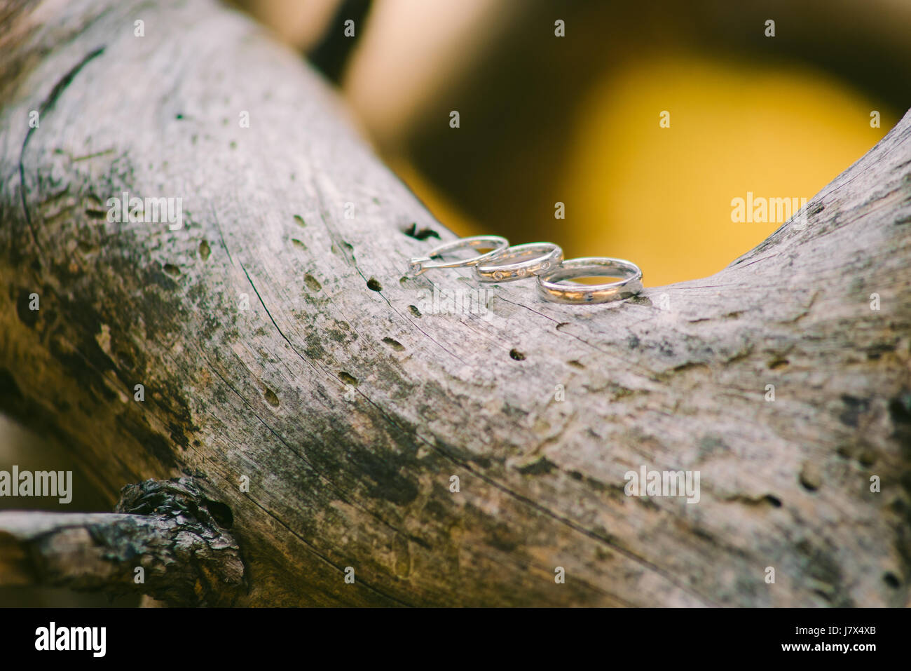Wedding rings on a tree bark. Jewelry at the wedding Stock Photo - Alamy