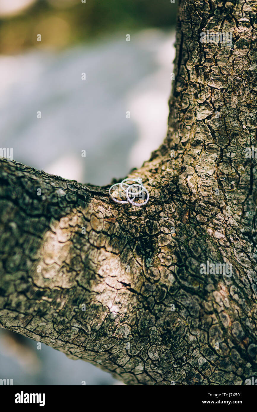 Wedding rings on a tree bark. Jewelry at the wedding Stock Photo - Alamy