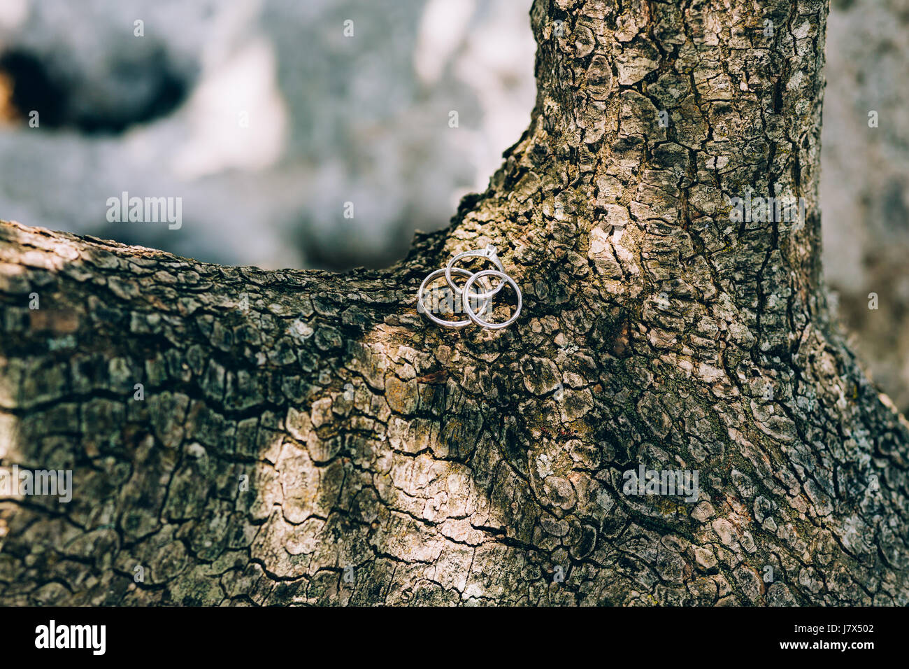 Wedding rings on a tree bark. Jewelry at the wedding Stock Photo - Alamy