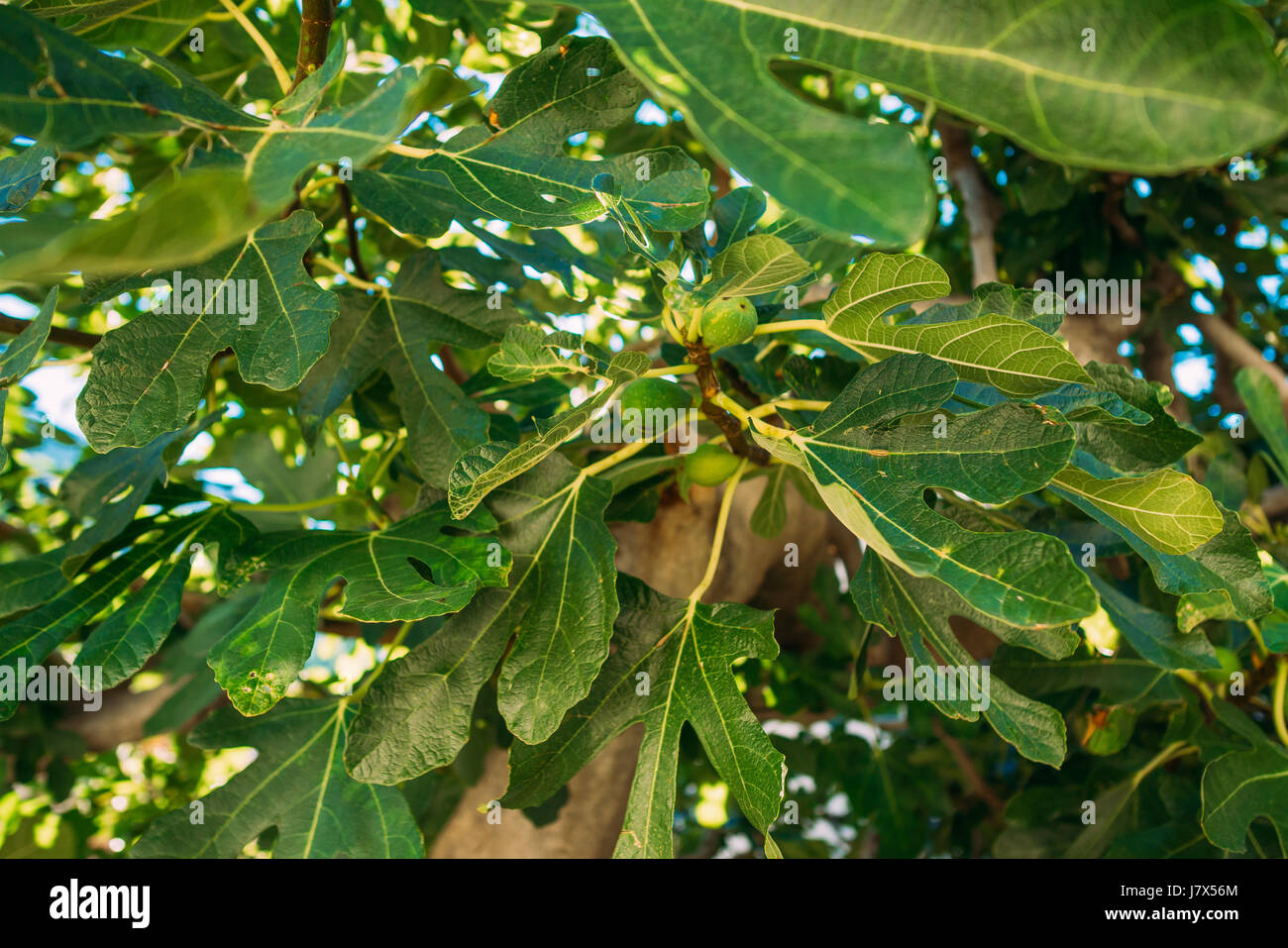 Fig trees, small fruits. Ripening figs on the tree Stock Photo - Alamy