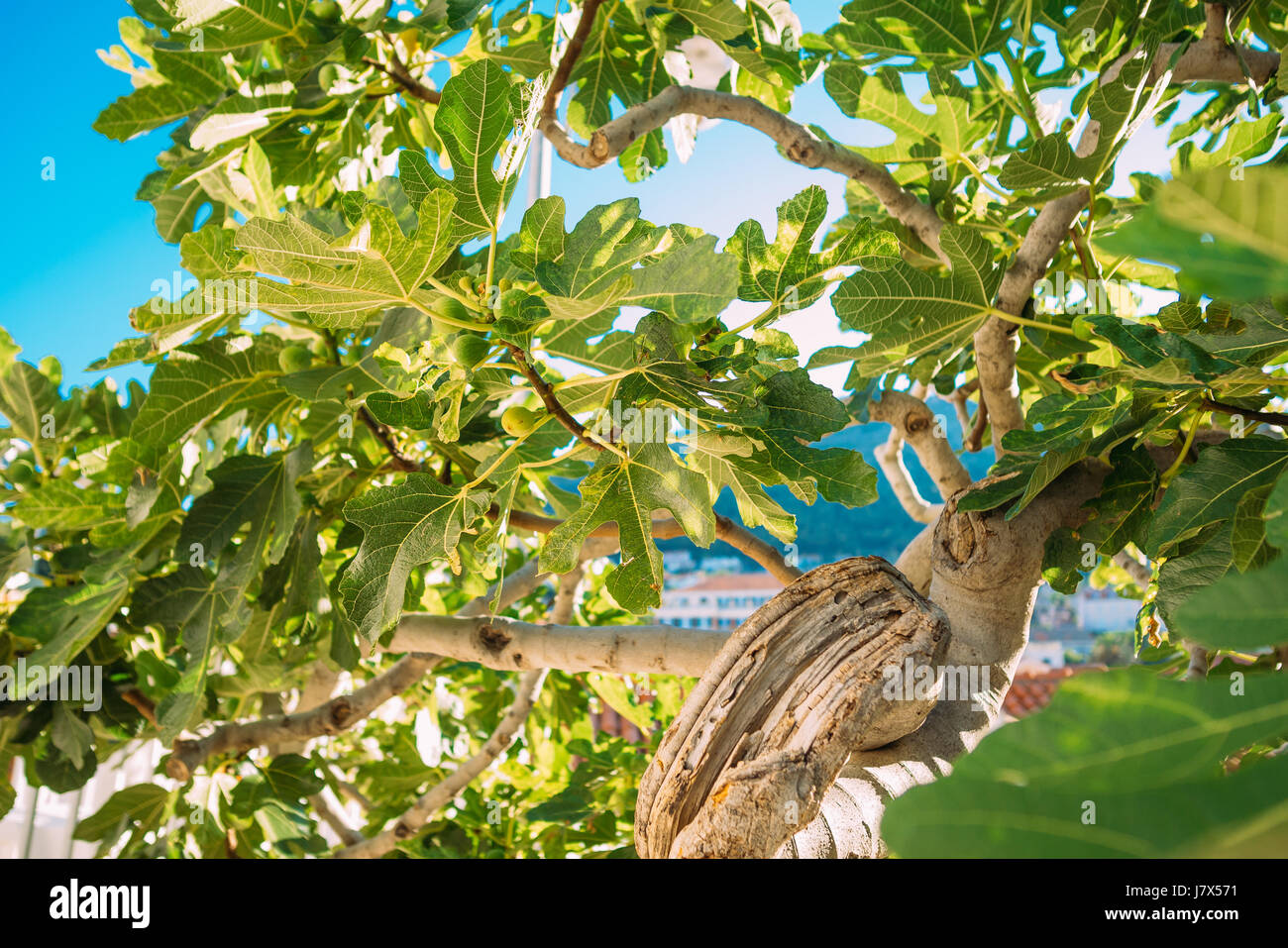 Fig trees, small fruits. Ripening figs on the tree Stock Photo - Alamy