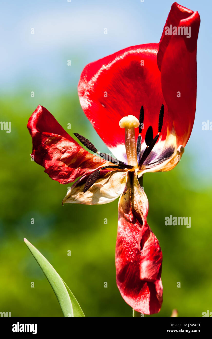 a faded red tulip Stock Photo - Alamy
