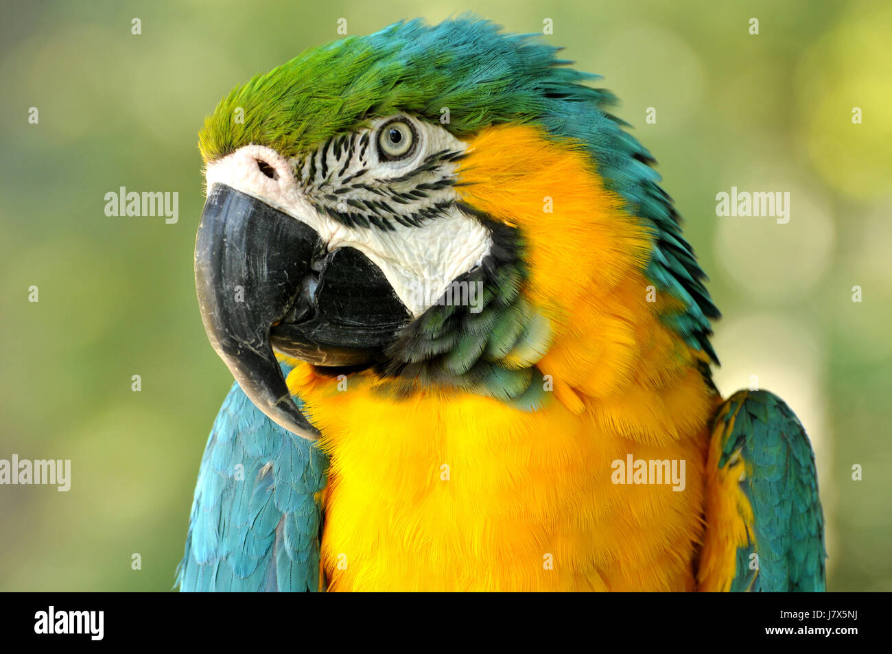 beak beaks parrot feathers beak feathering beaks parrot gelbbrustara ...