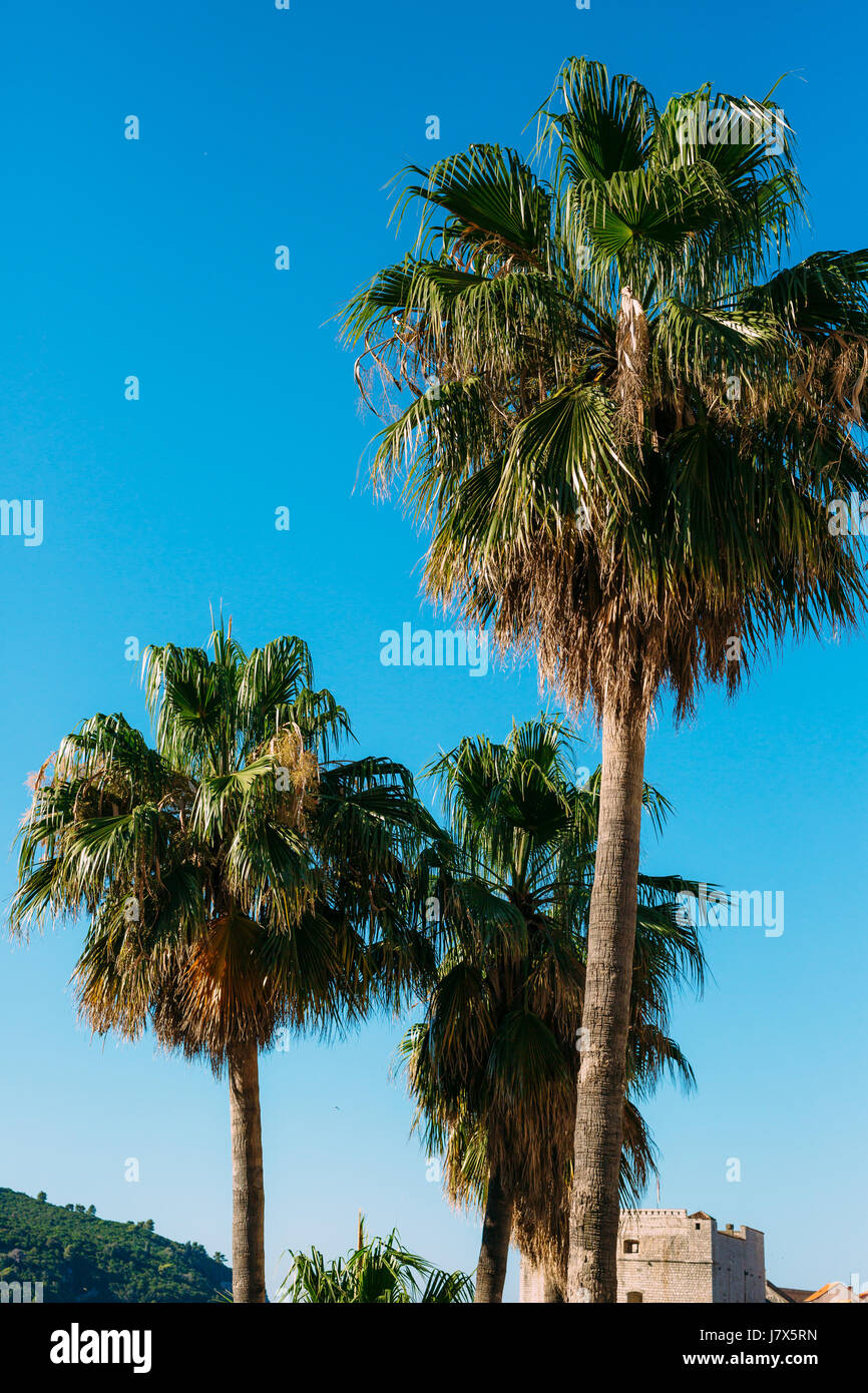Palm tree. Date tree in Montenegro. Palm forest Stock Photo - Alamy