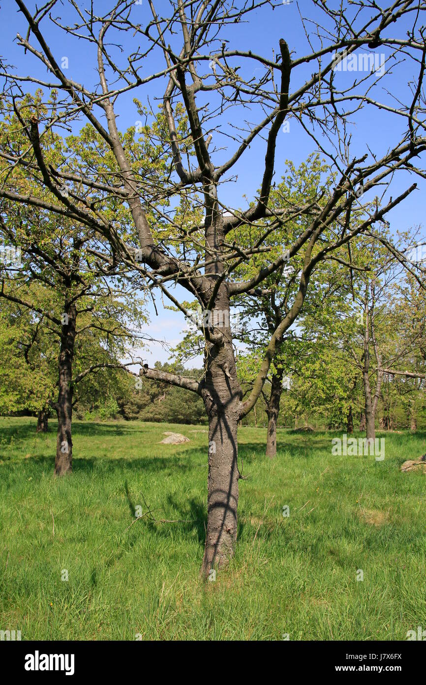 tree trees field fields meadow scenery countryside nature blue tree trees plant Stock Photo - Alamy
