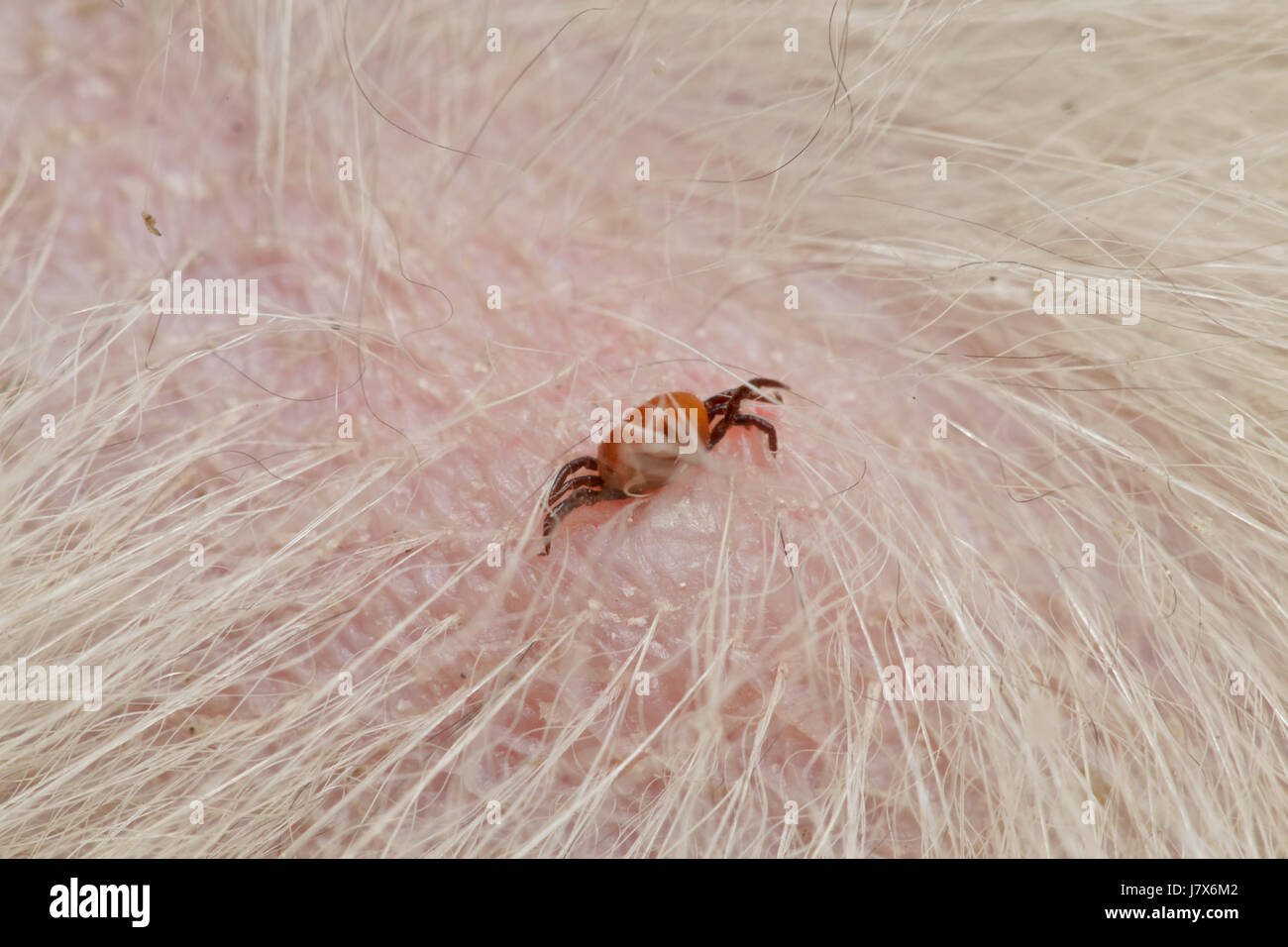 skin tick bite hand insect skin pain injury blood-sucker tick tic ...