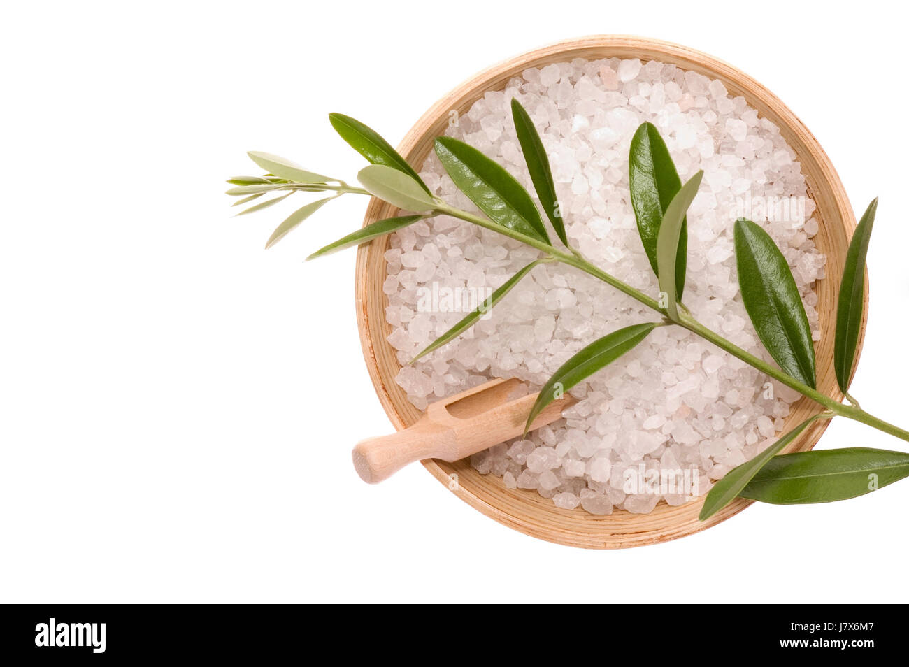 salt leaf branch olive organic spa mineral spring medicinal spring ...