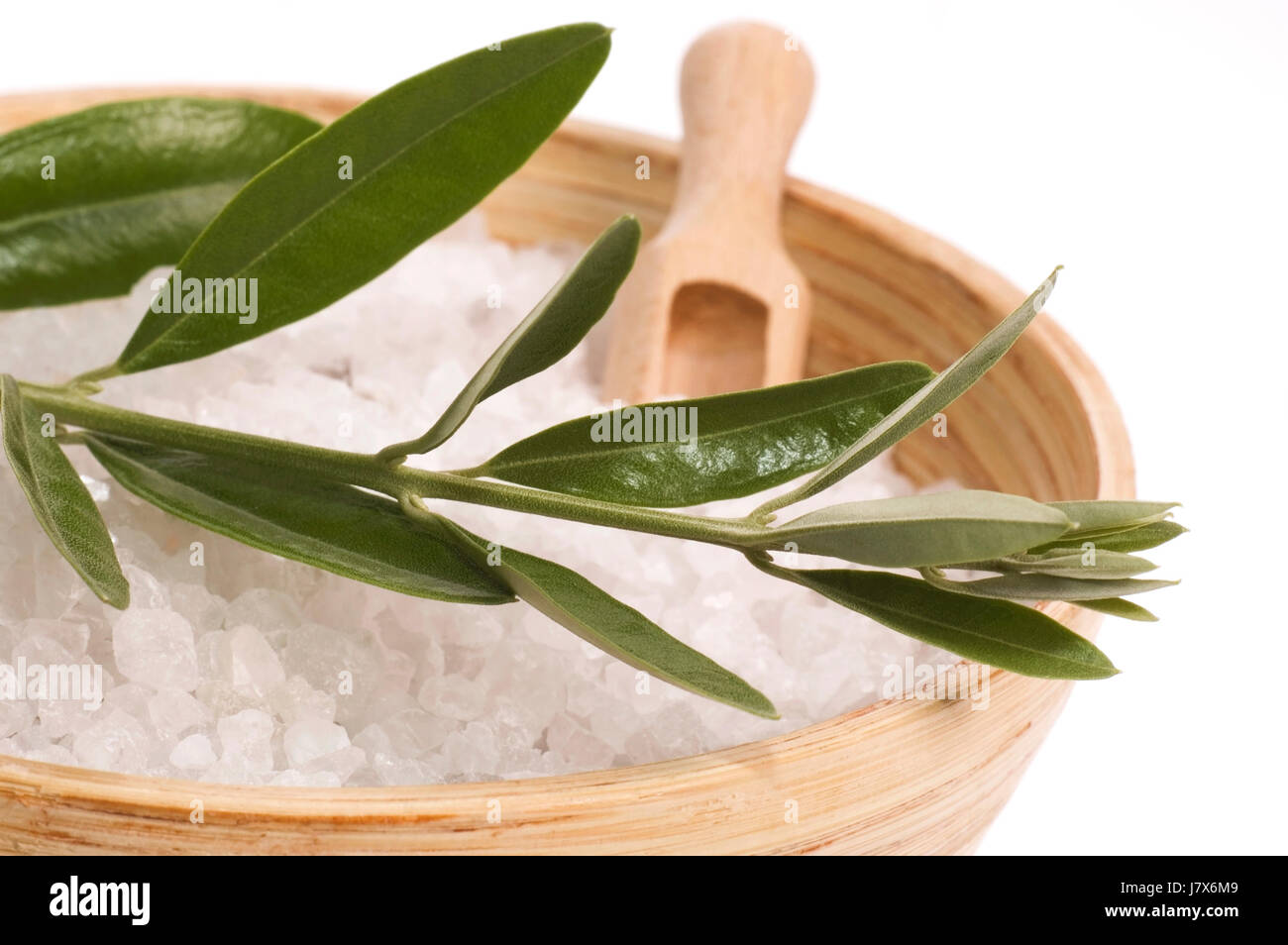 salt leaf branch olive organic spa mineral spring medicinal spring ...