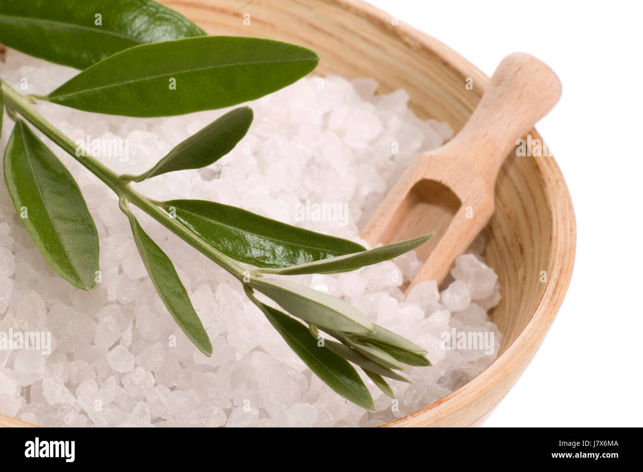 salt leaf branch olive organic spa mineral spring medicinal spring ...