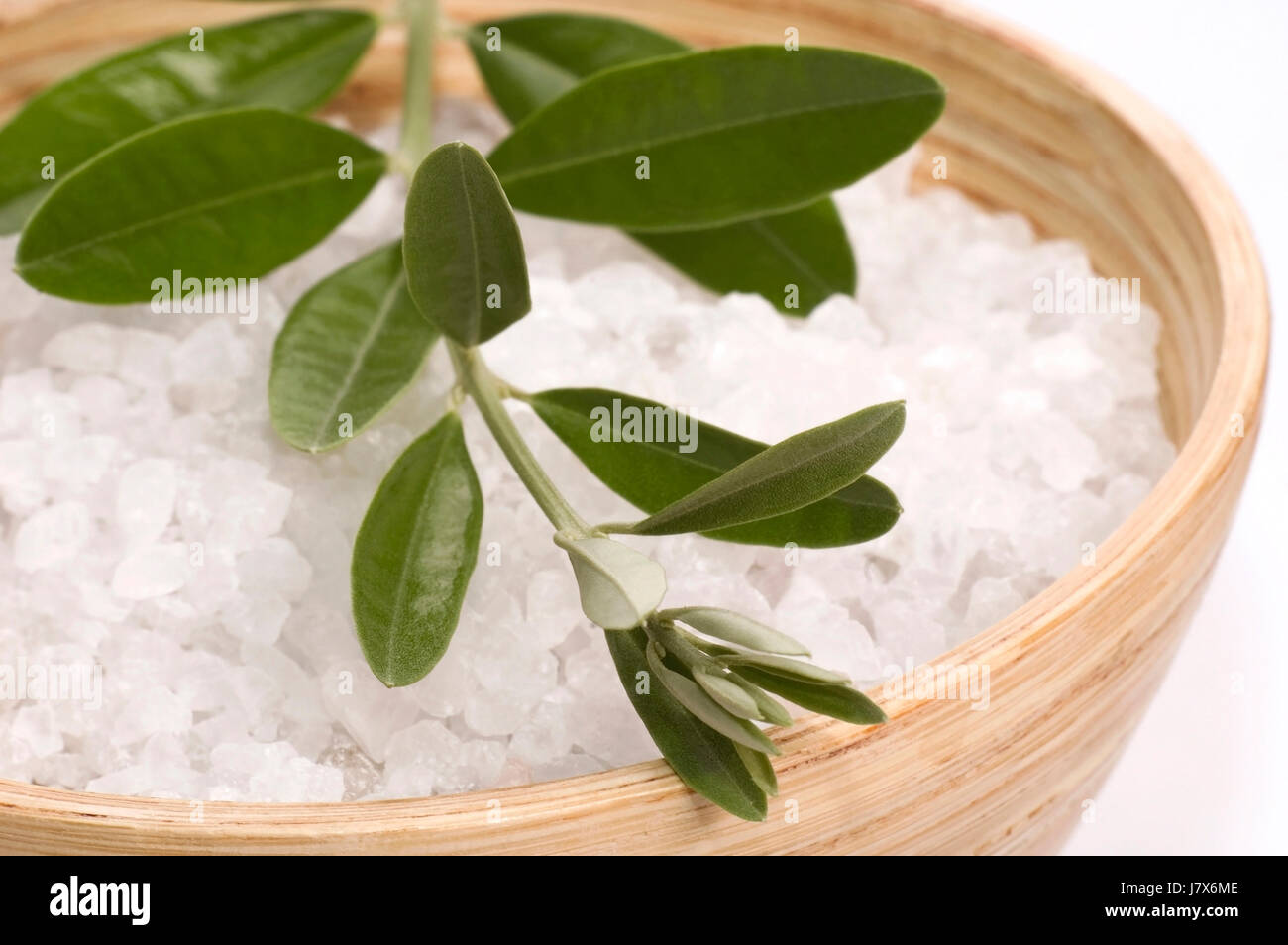 salt leaf branch olive organic spa mineral spring medicinal spring ...