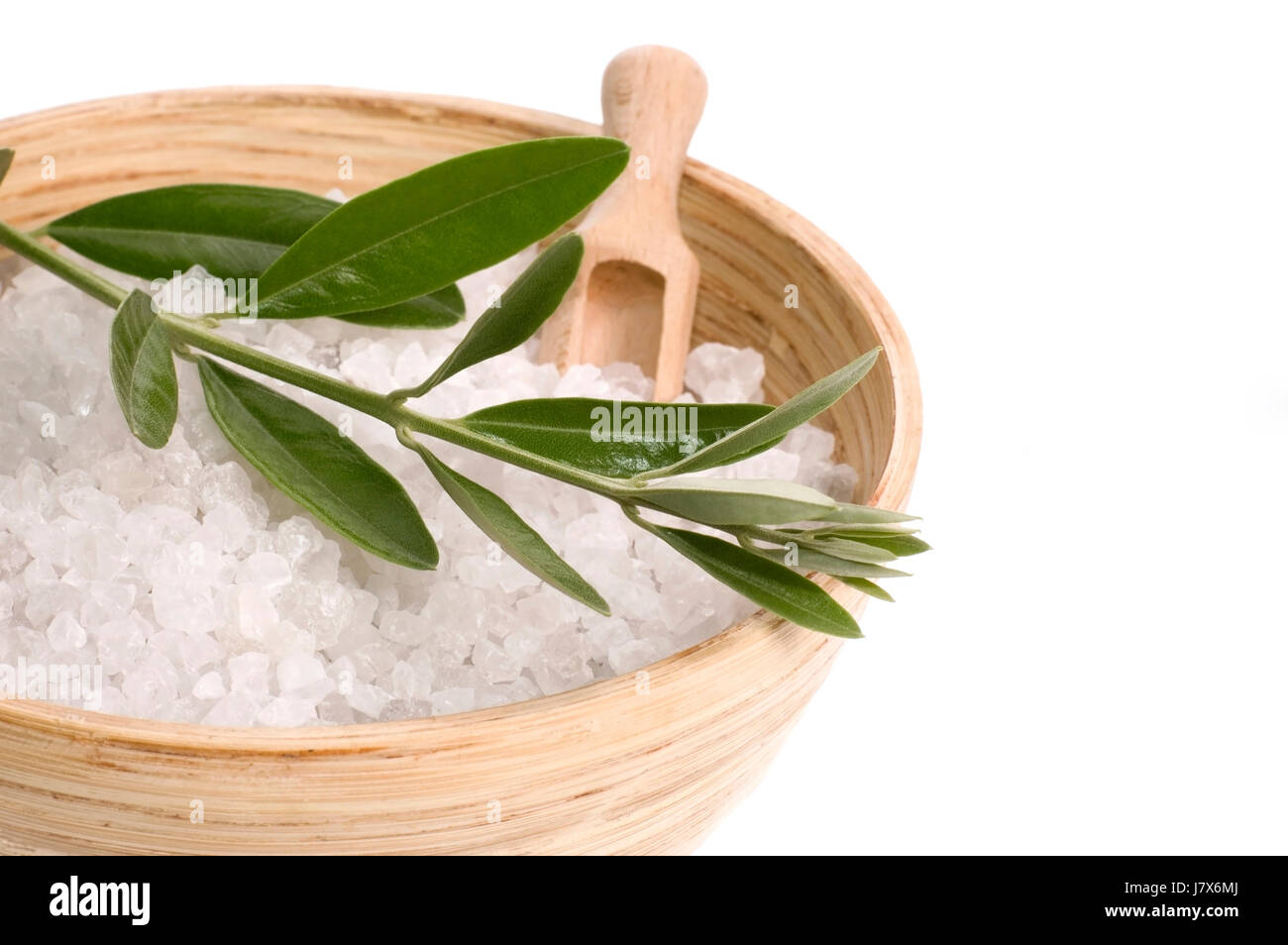 salt leaf branch olive organic spa mineral spring medicinal spring ...