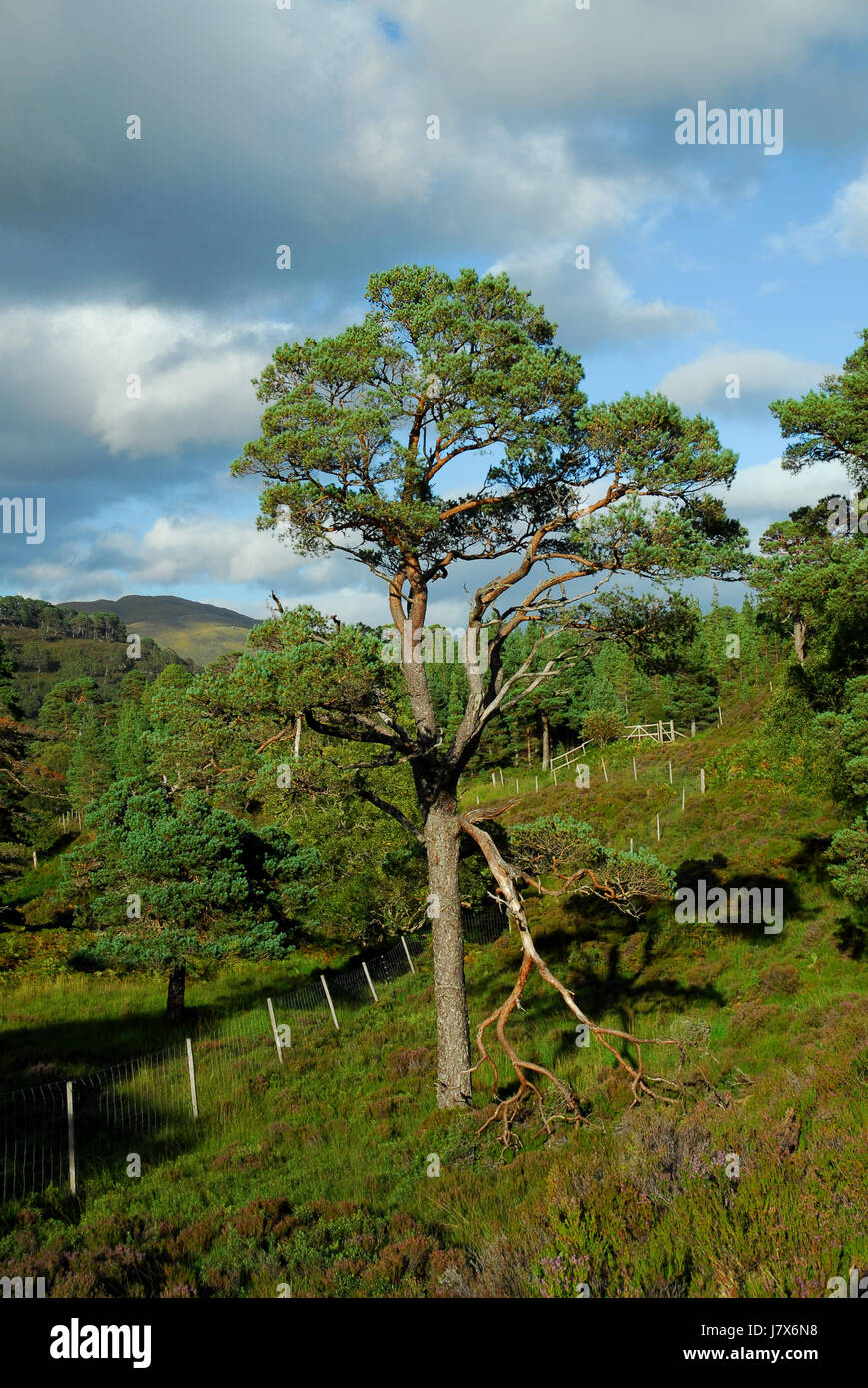 tree trees plant nature-sanctuary scotland fence fence in fencing ...