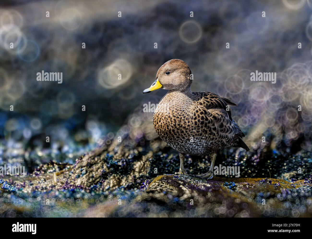 Yellow Billed Pintail Ducklings