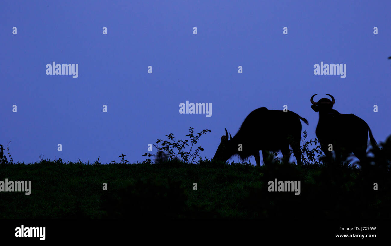 silhouette of Gaur stand and take a rest with a blue color background ...