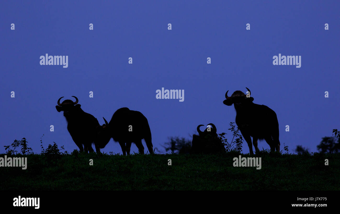 silhouette of Gaur stand and take a rest with a blue color background ...