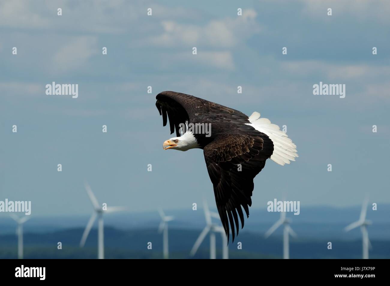engineering wind energy eagle strength force clean nature bird hunter ...