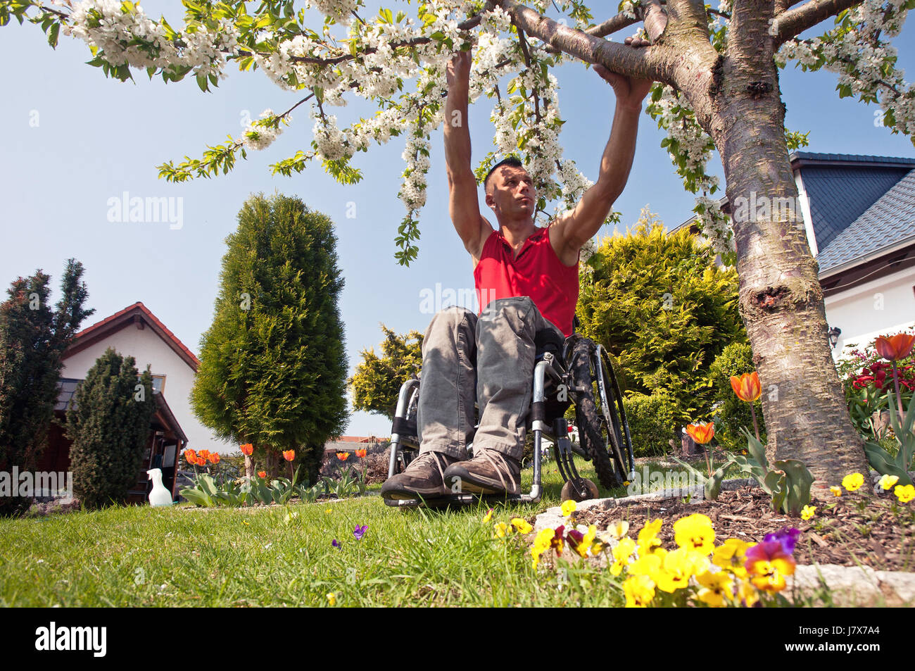 wheelchair spring handicapped hampered disability handicap man ...
