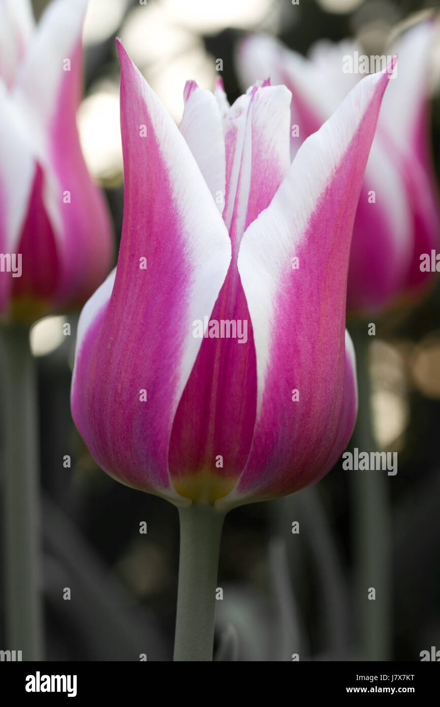 striated purple flower plant tulip violet pale bright pure white snow ...