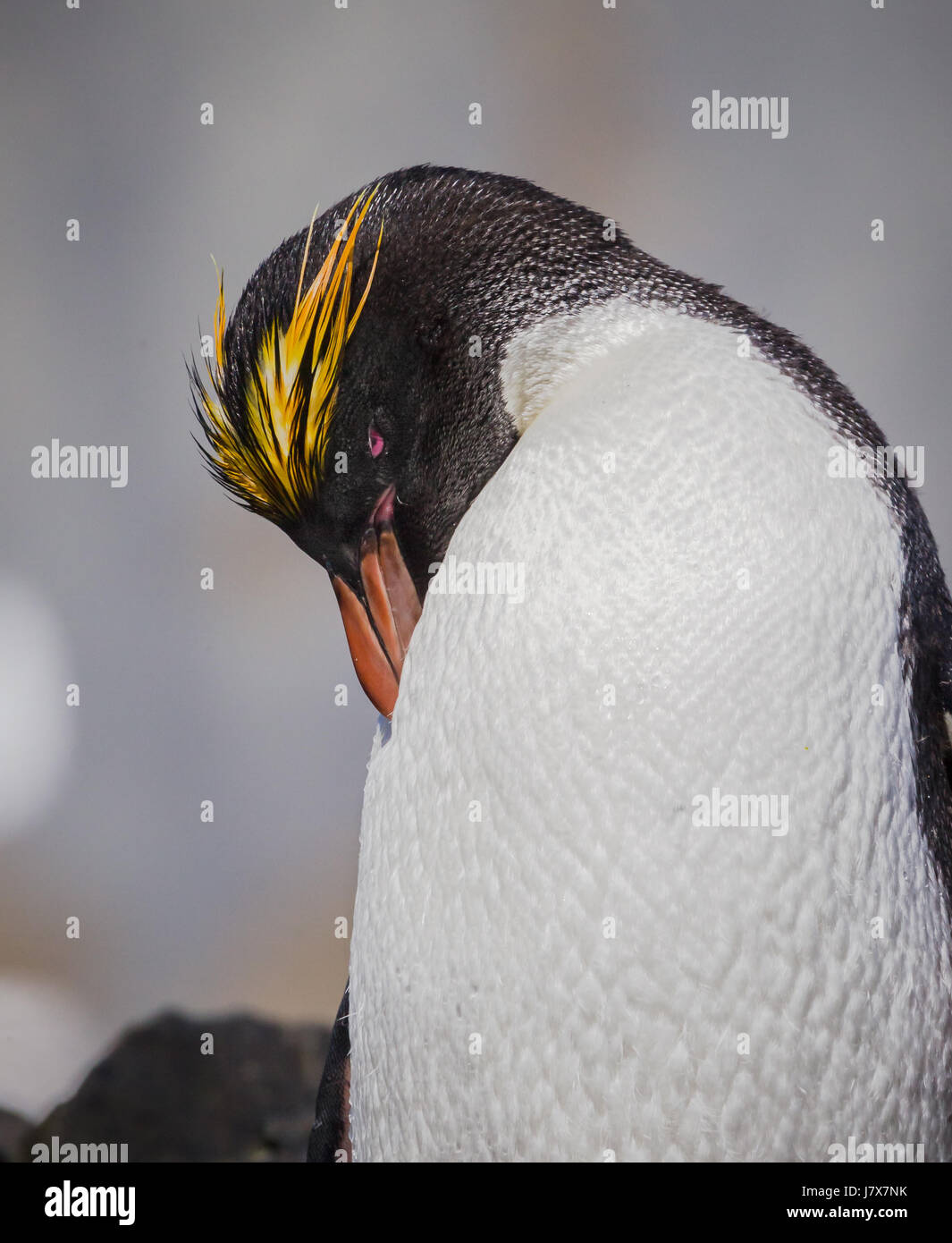 Preening macaroni penguin Stock Photo - Alamy