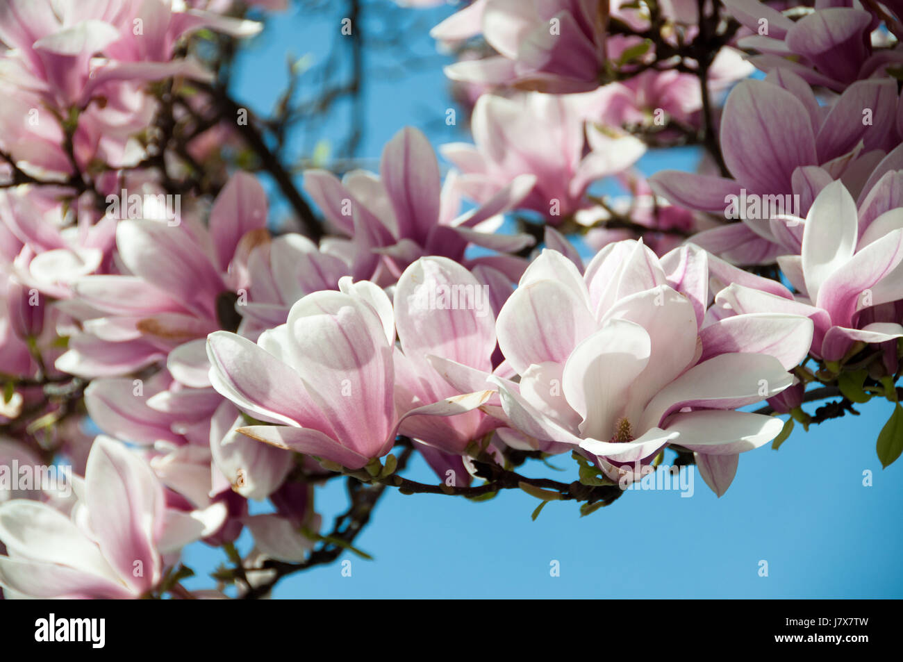 tree flower plant bloom blossom flourish flourishing spring magnolia ...