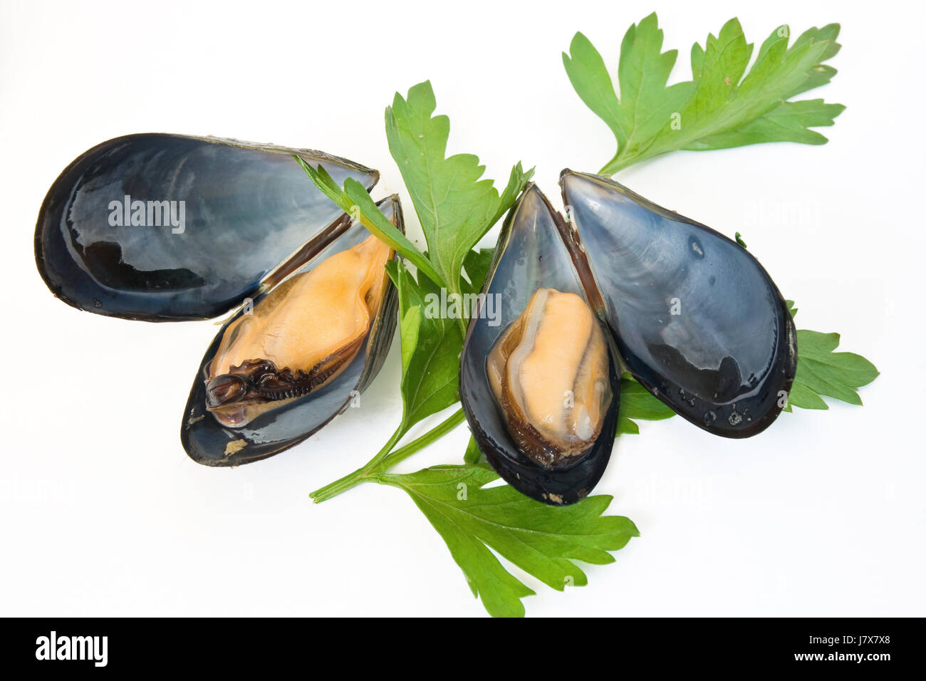 food aliment isolated seafood parsley mussel cooked eating eat eats ...