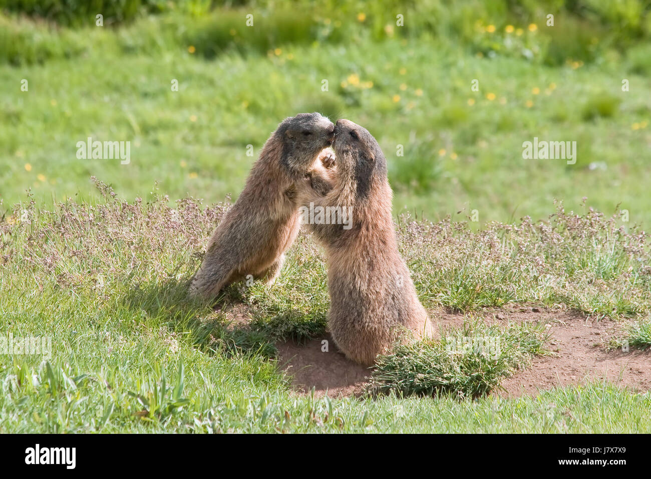 fight fighting animal rodent wildlife meadow two marmot groundhog ...