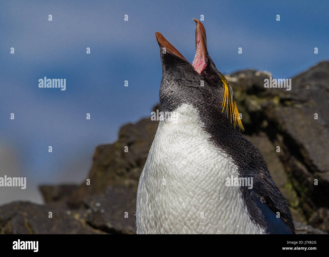 Screaming macaroni penguin calls for mate Stock Photo - Alamy