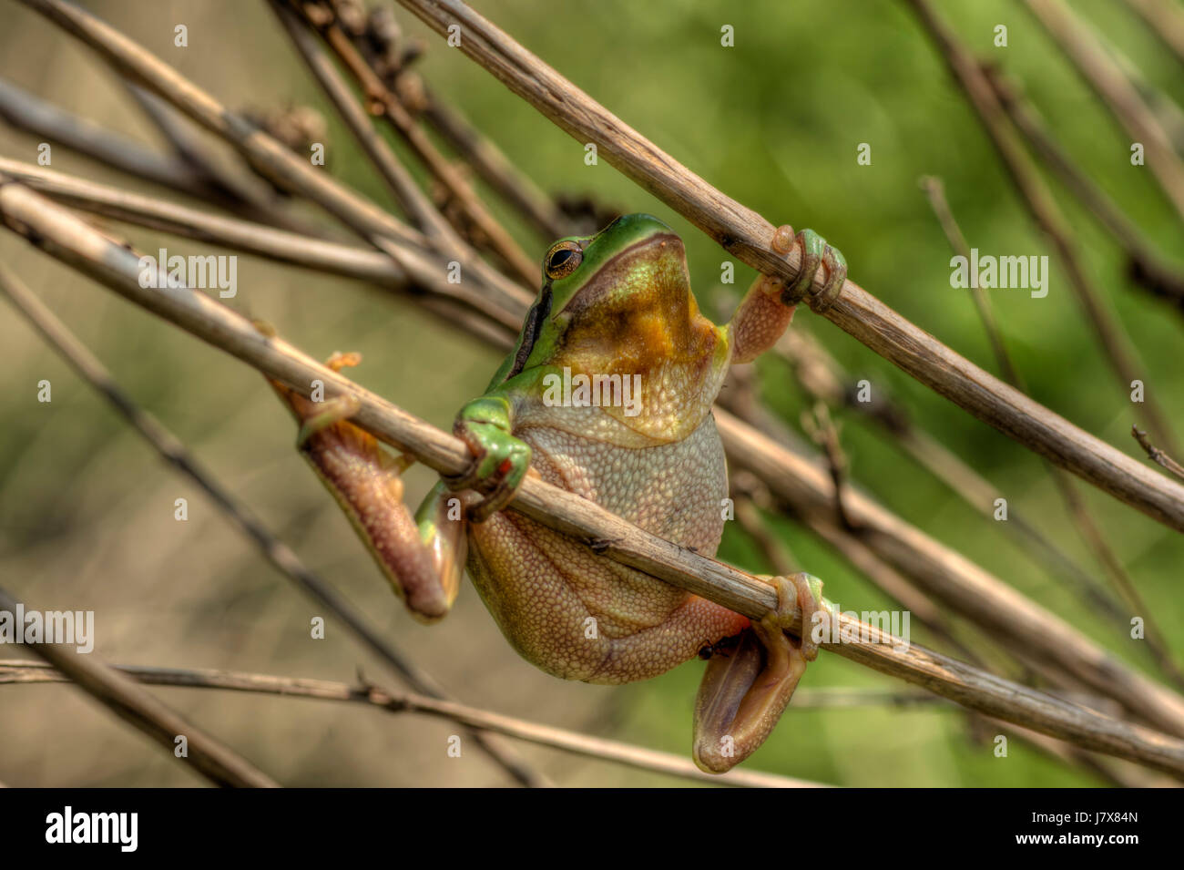 step tier animal amphibian frog greenback tree frog weatherman meadow ...