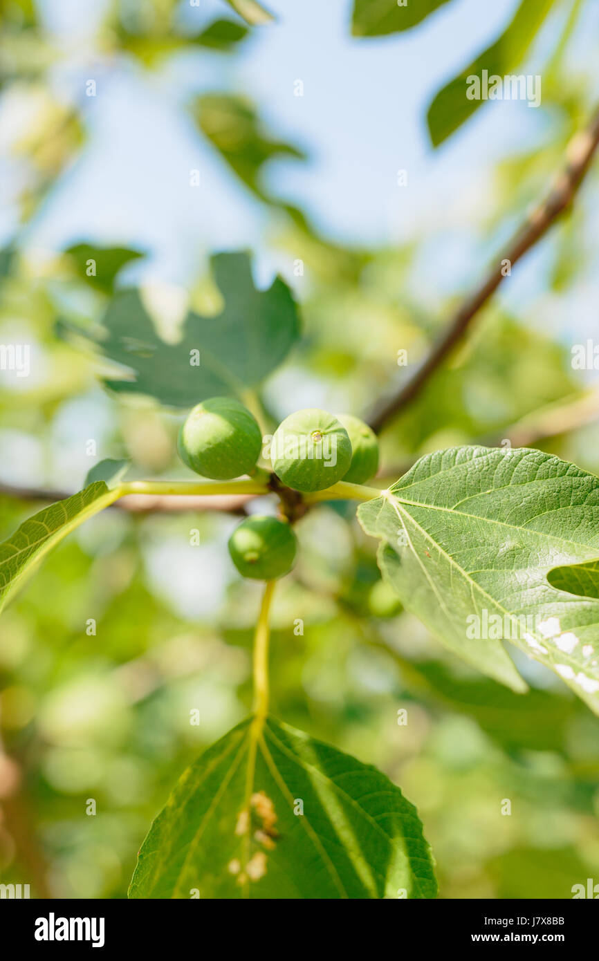 Fig trees, small fruits. Ripening figs on tree Stock Photo - Alamy