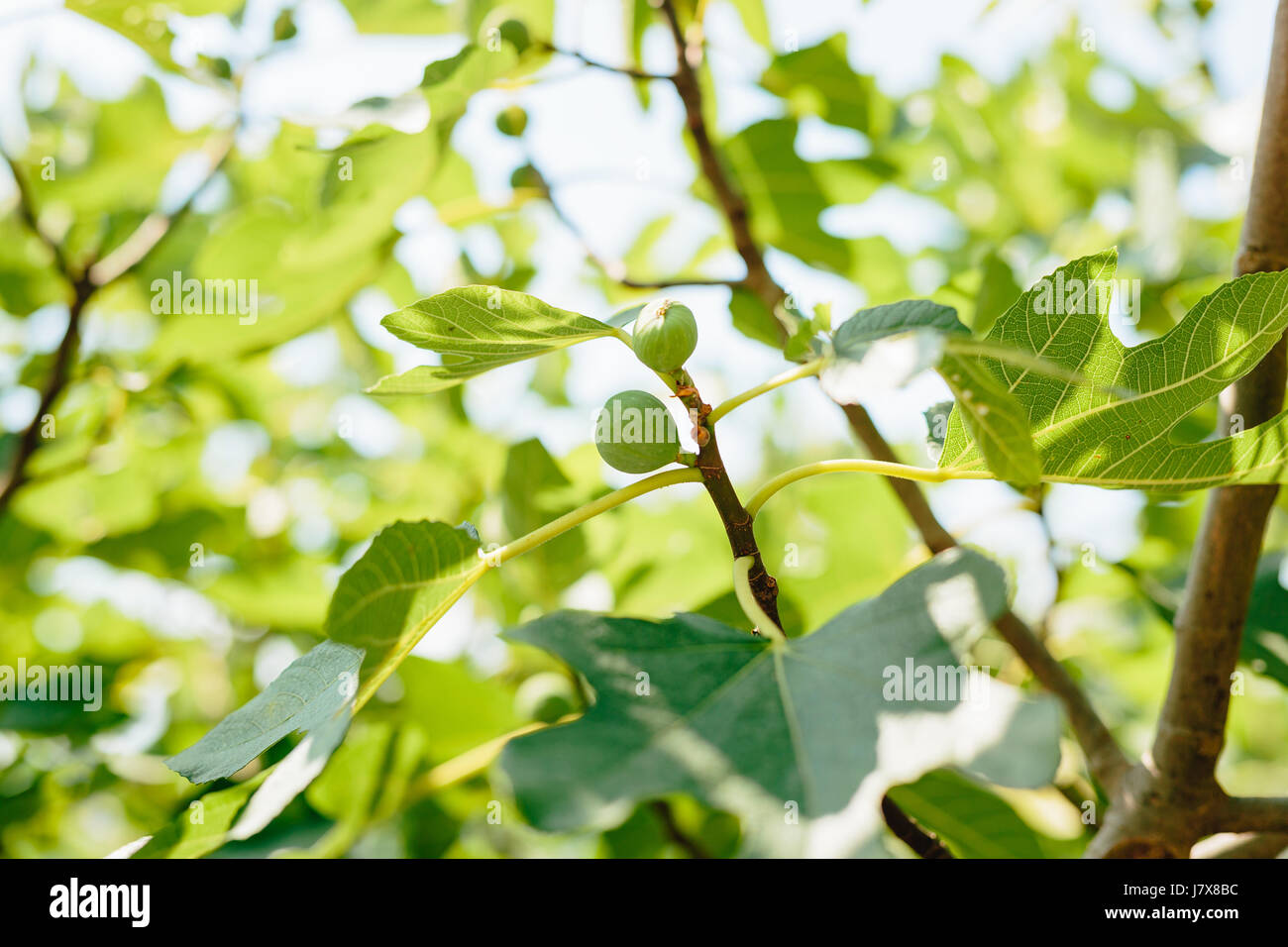 Fig trees, small fruits. Ripening figs on tree Stock Photo - Alamy