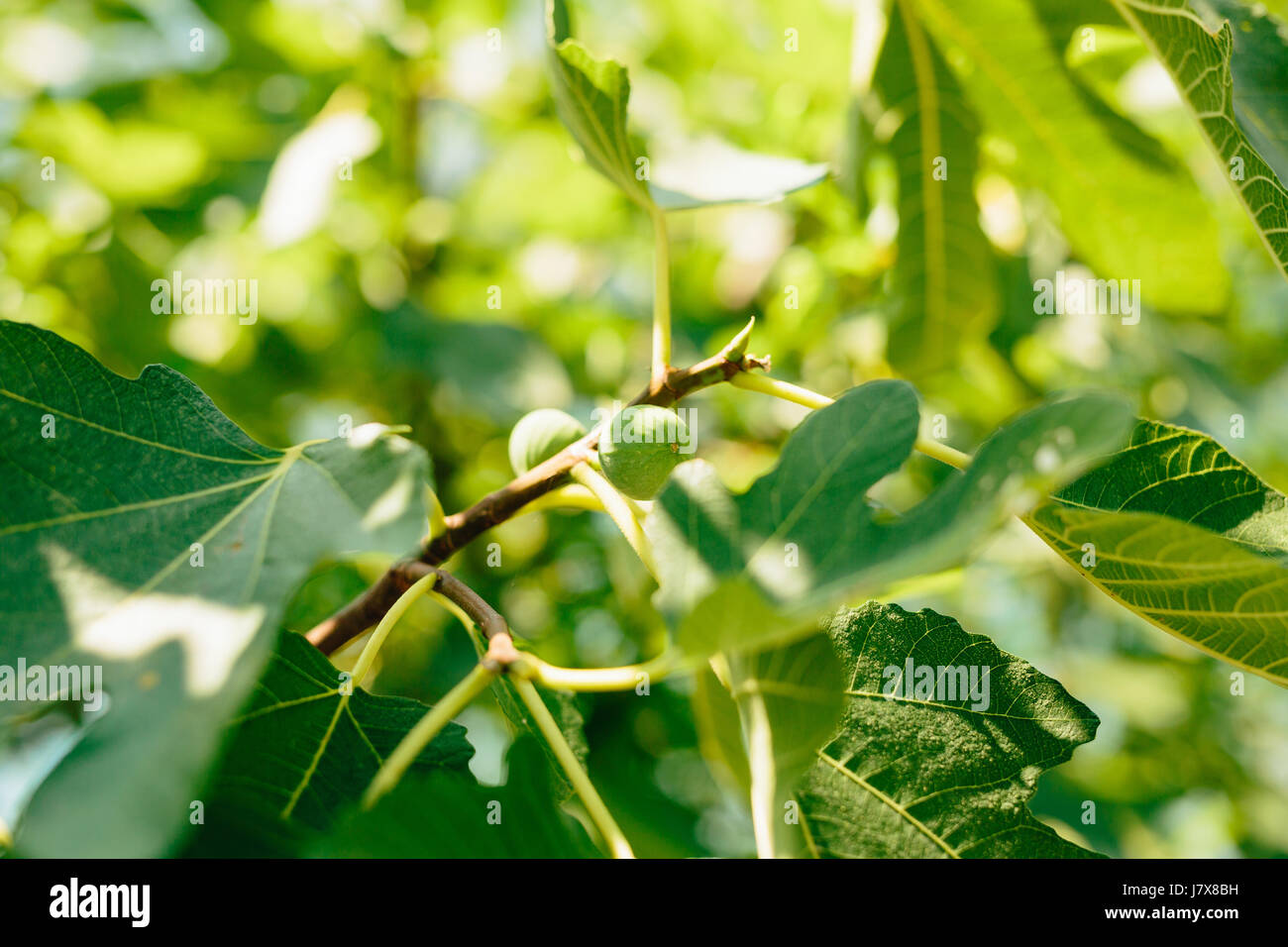 Fig trees, small fruits. Ripening figs on tree Stock Photo - Alamy