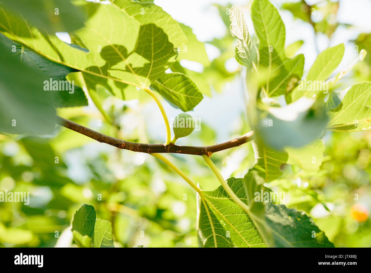 Fig trees, small fruits. Ripening figs on tree Stock Photo - Alamy