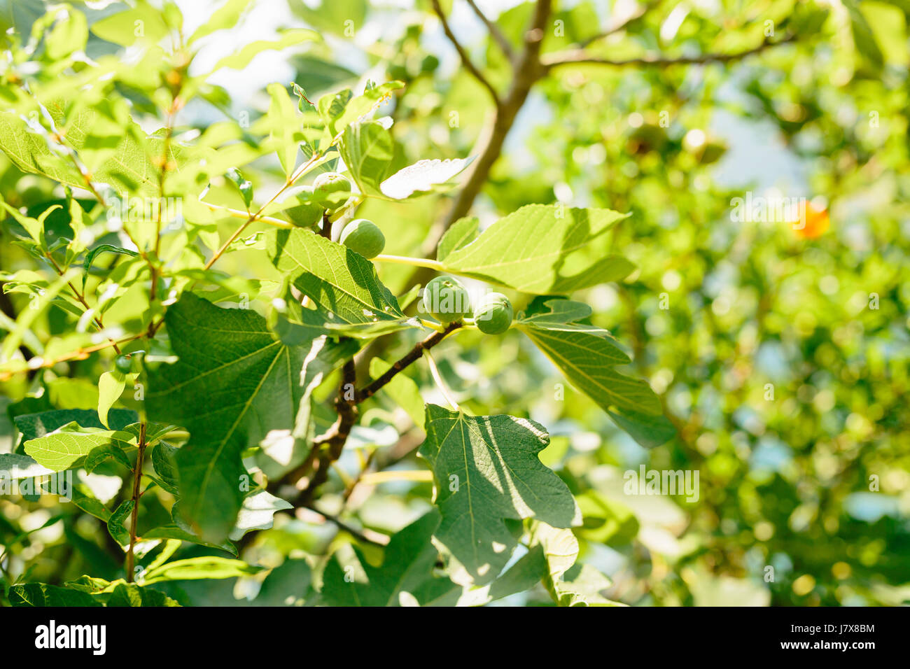 Fig trees, small fruits. Ripening figs on tree Stock Photo - Alamy