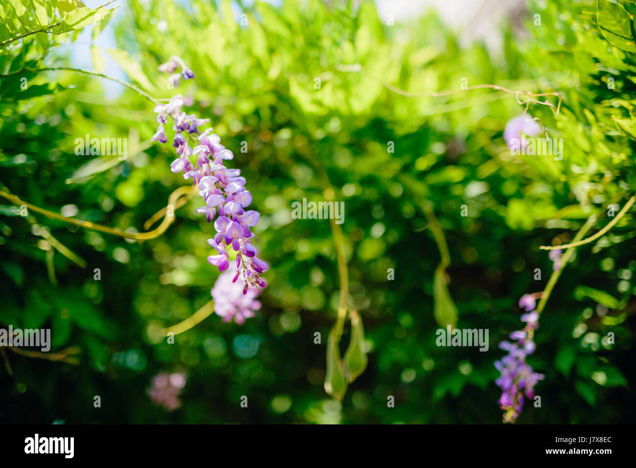 Flowering tree wisteria in Montenegro, the Adriatic and the Balk Stock ...